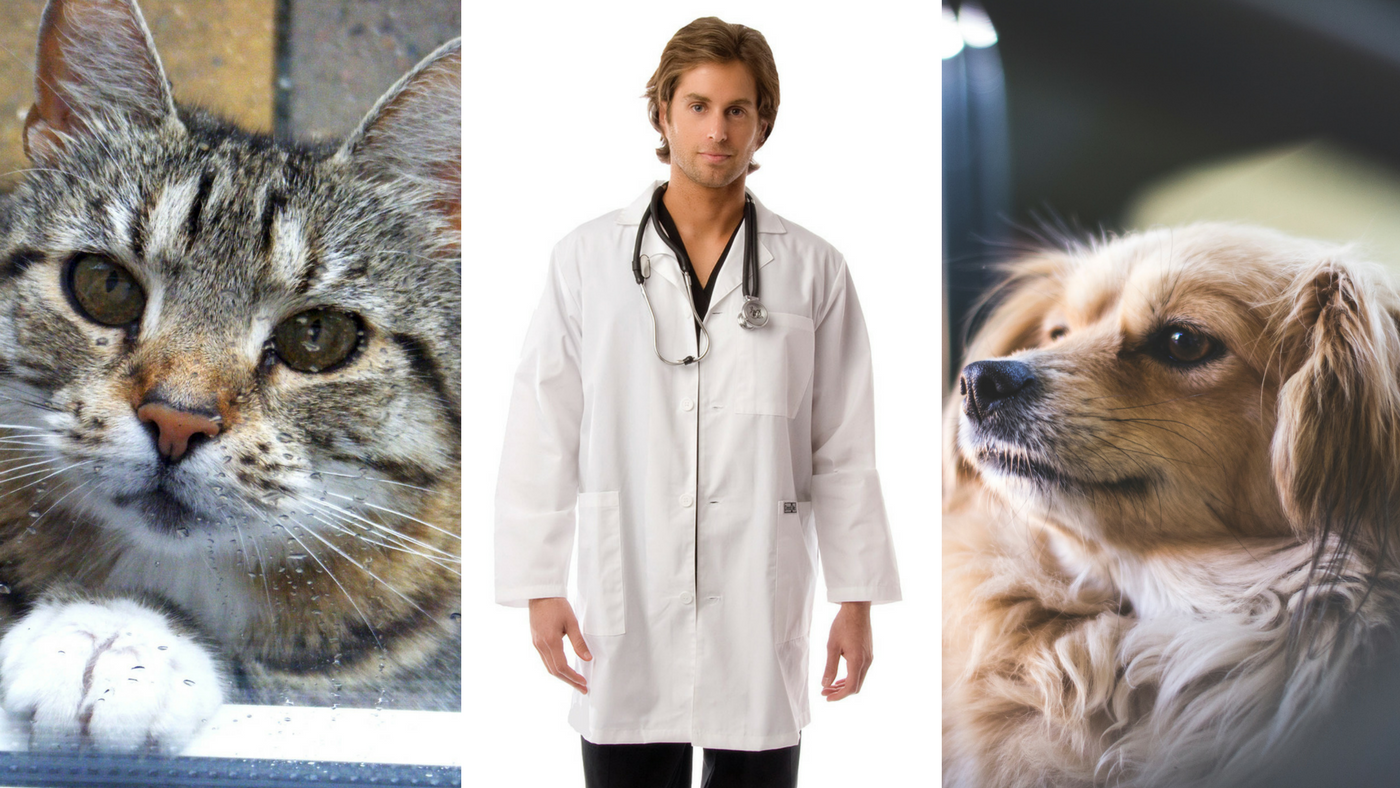 What's it like be a veterinarian? – Dress A Med